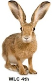 WLS - World Lagomorph Society