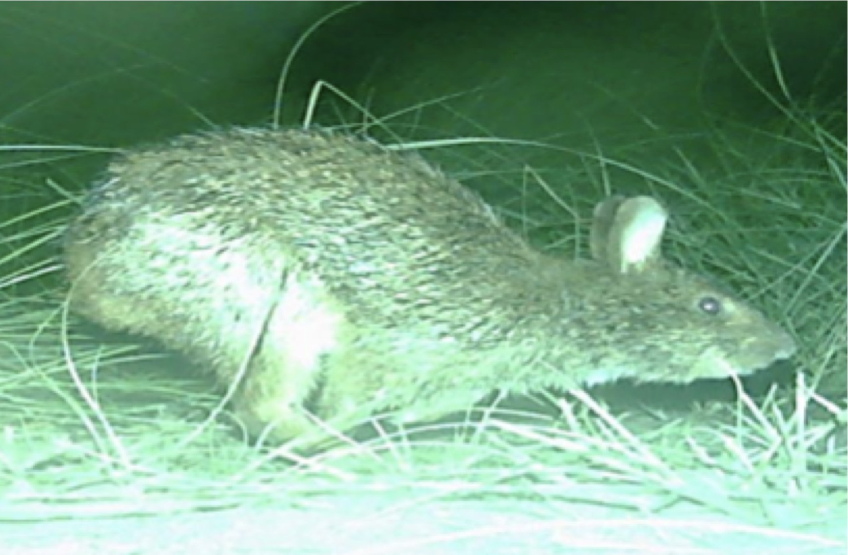 WLS - World Lagomorph Society